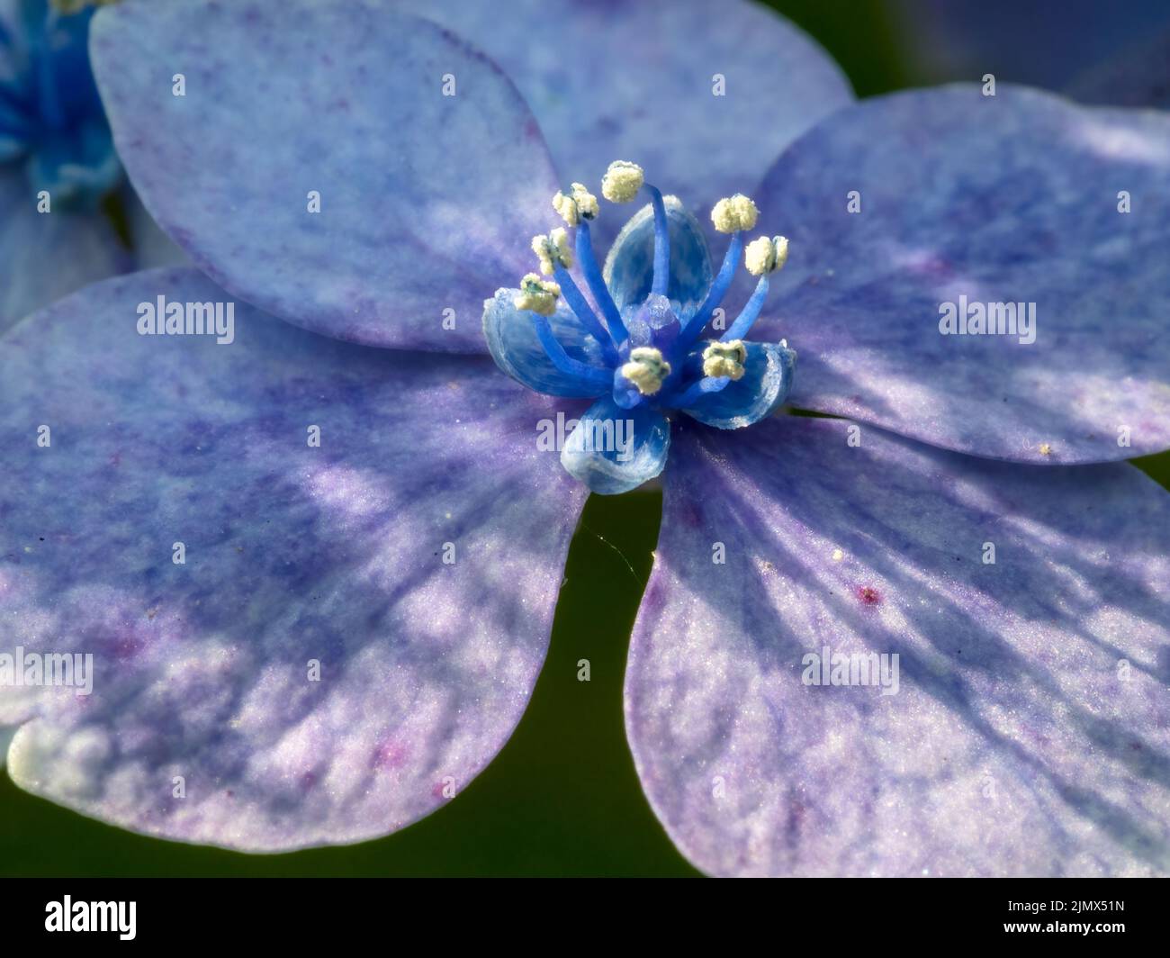 Leaf of a garden hydrangea hydrangea macrophylla hi-res stock ...