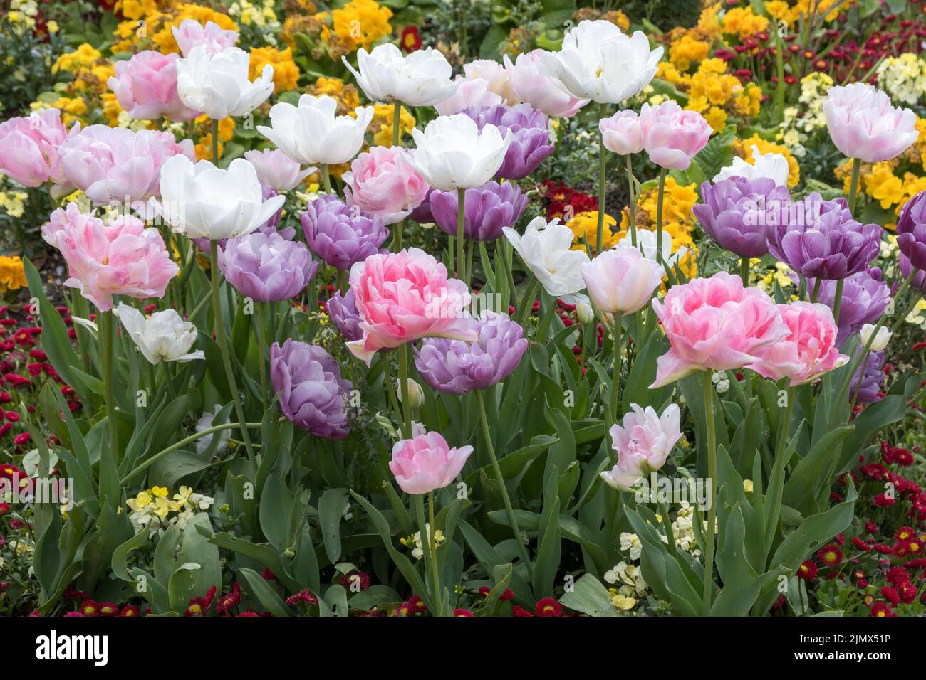 Colourful tulip display hi-res stock photography and images - Alamy