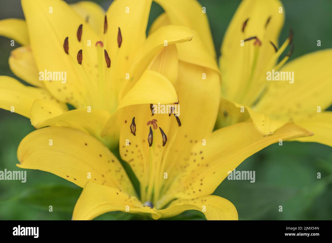 Fire lily hi-res stock photography and images - Alamy