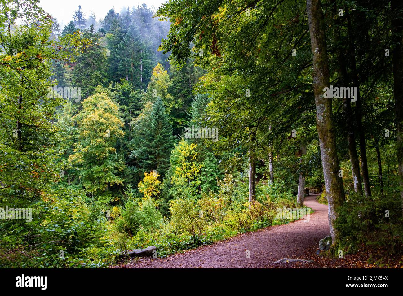 Dirt road to Schwarzwald Stock Photo - Alamy