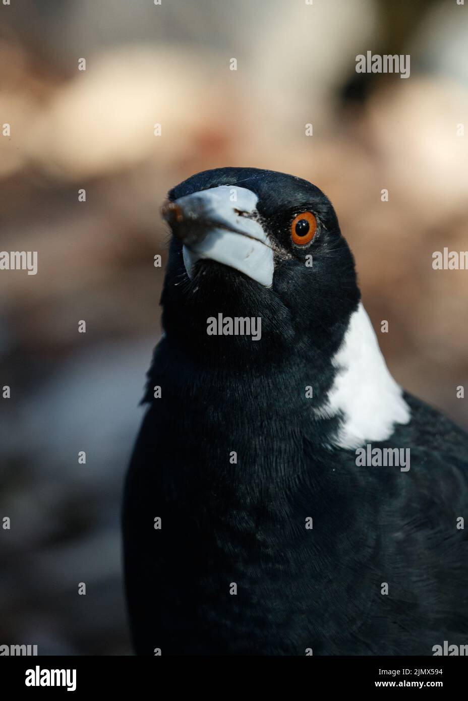 Australian Magpie (Gymnorhina tibicen) foraging for insects in mulch ...
