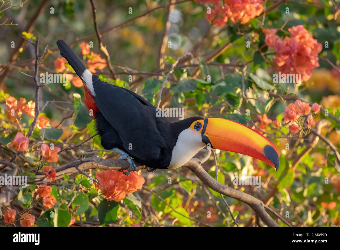 A Toco Toucan (Ramphastos toco), the largest of over 40 different ...