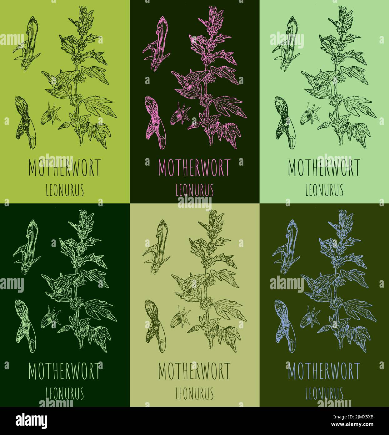 Botanical illustration of motherwort Stock Vector Images - Alamy