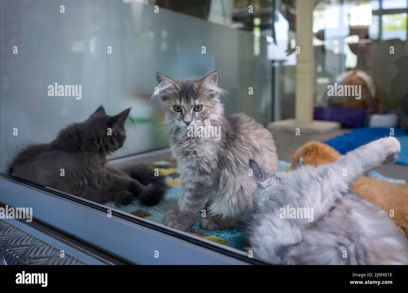Berlin, Germany. 05th Aug, 2022. Four young cats sit in the mother and ...