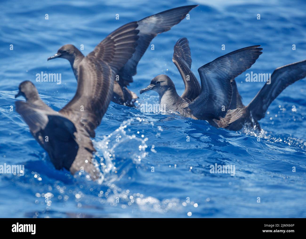 Short-tailed Shearwaters (Ardenna tenuirostris) gathering to eat small ...