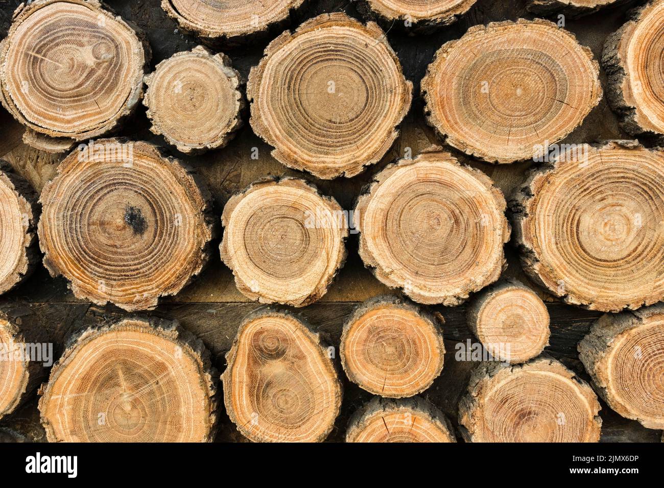 Front view wood logs Stock Photo - Alamy