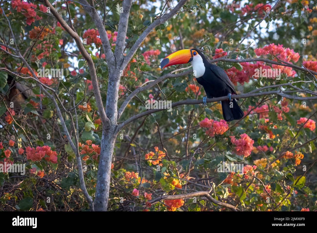 A Toco Toucan (Ramphastos toco), the largest of over 40 different ...