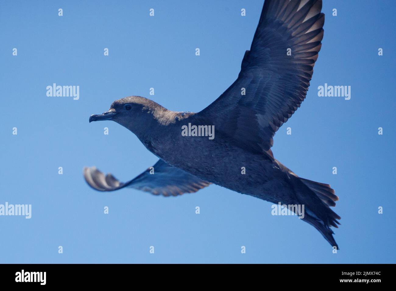 Short-tailed Shearwater (Ardenna tenuirostris) in flight 40 kilometres ...