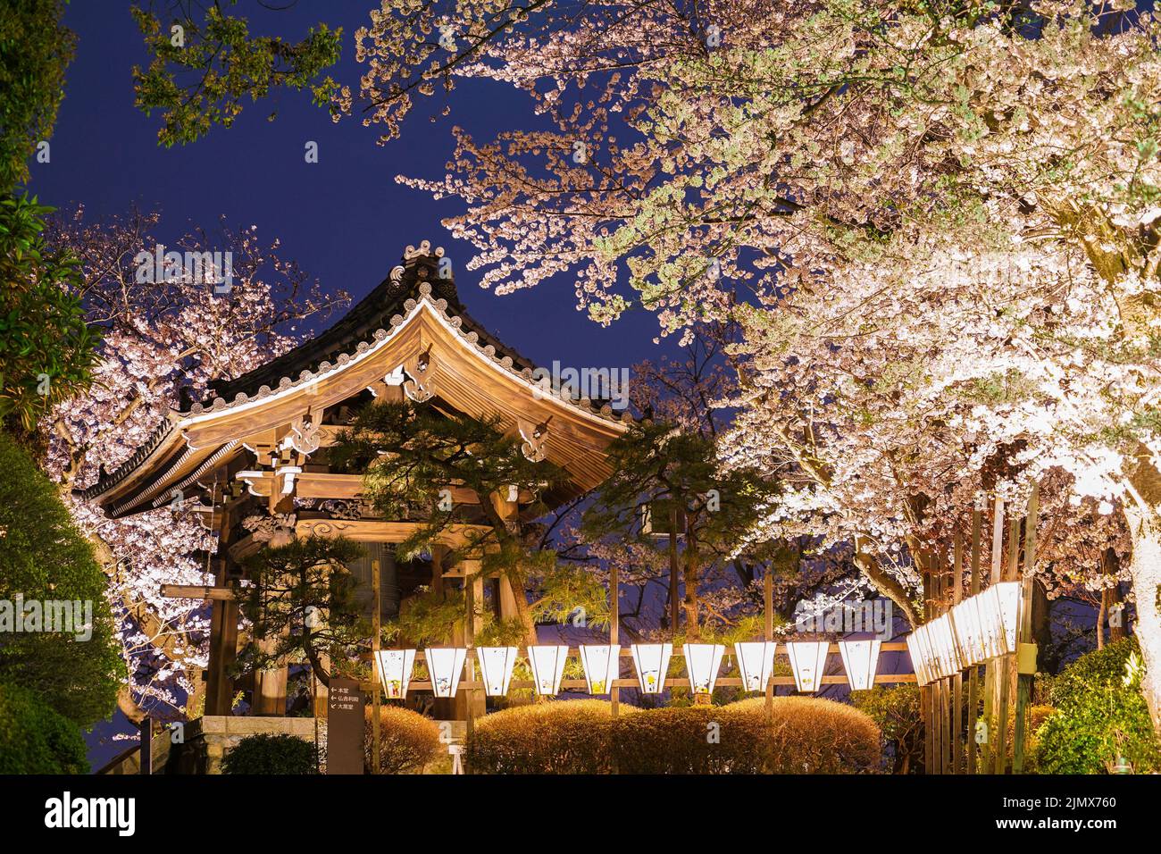 Temple and going to see cherry blossoms at night Stock Photo - Alamy
