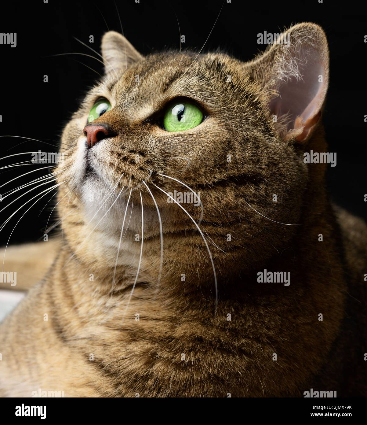 Pretty adult cat hi-res stock photography and images - Alamy