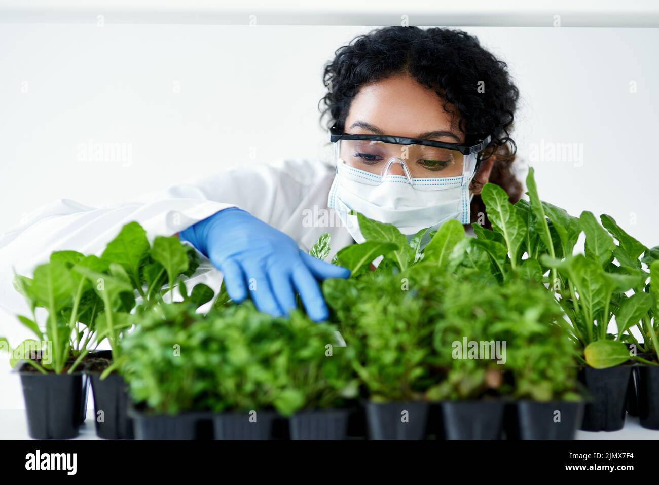 Using her knowledge to increase crop yields. a female scientist ...