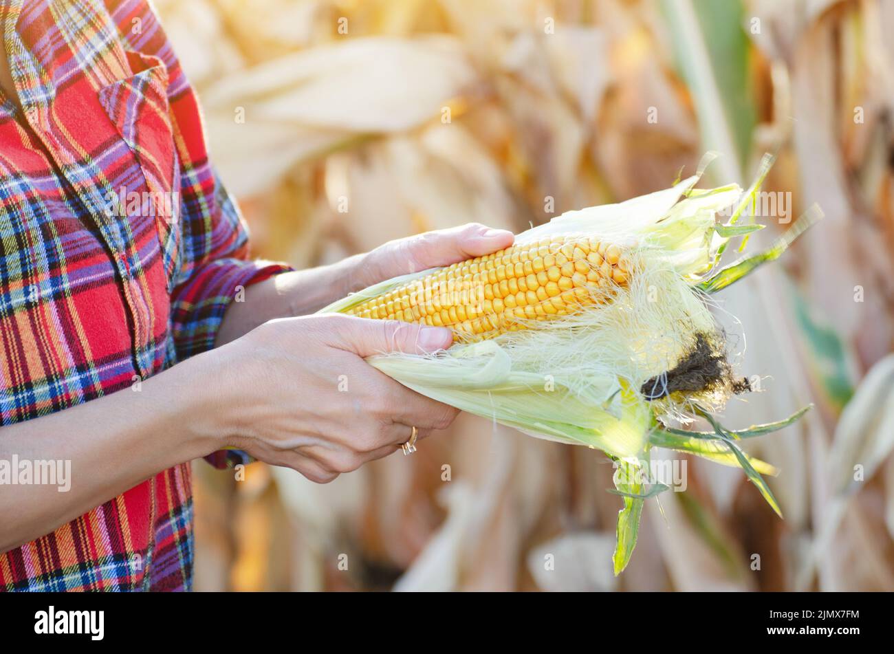 Female farm worker inspecting corn cobs at field sunny summer day ...