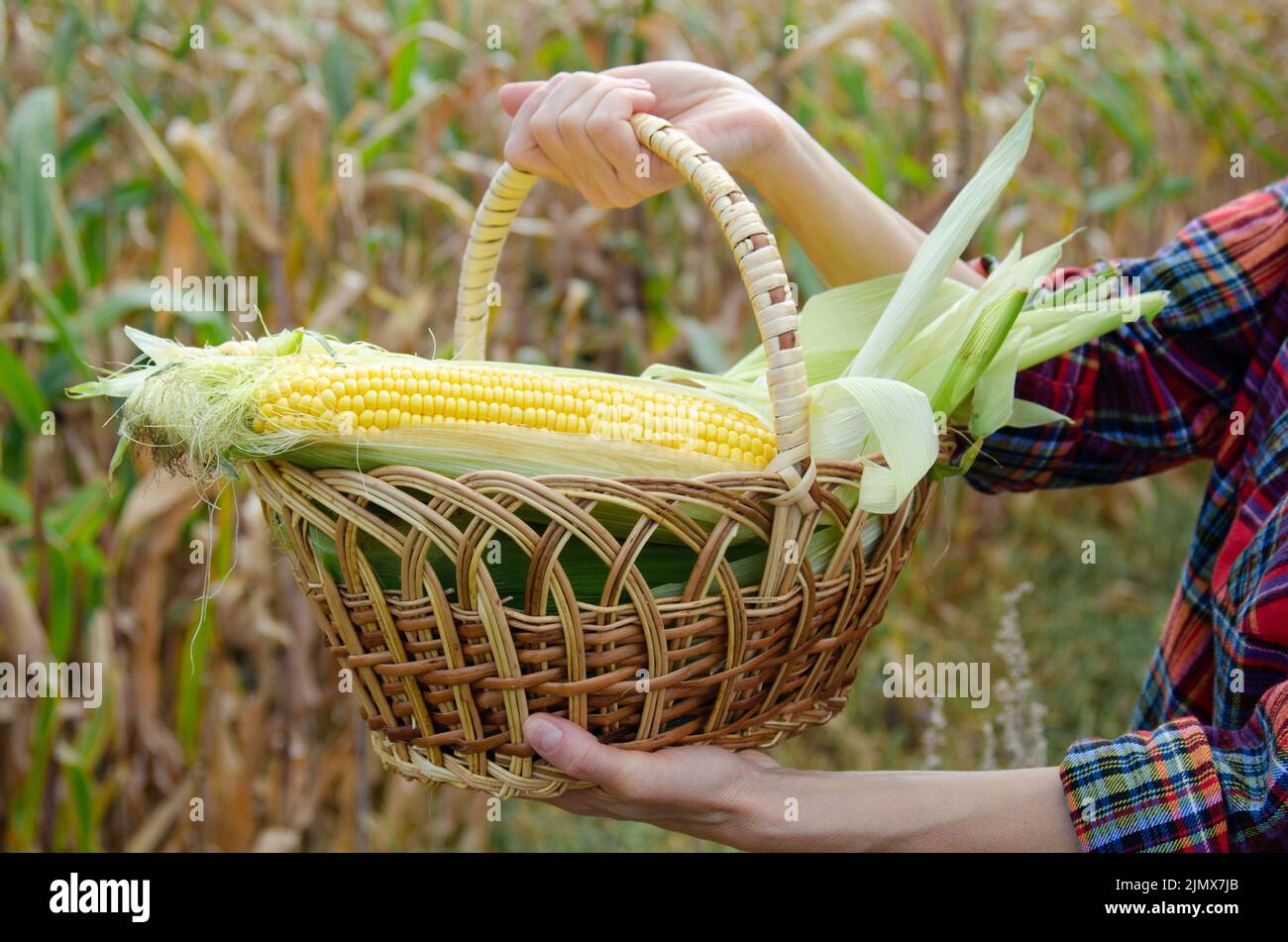 Wicker basket full of Just picked sweet corn cobs in female hands on ...