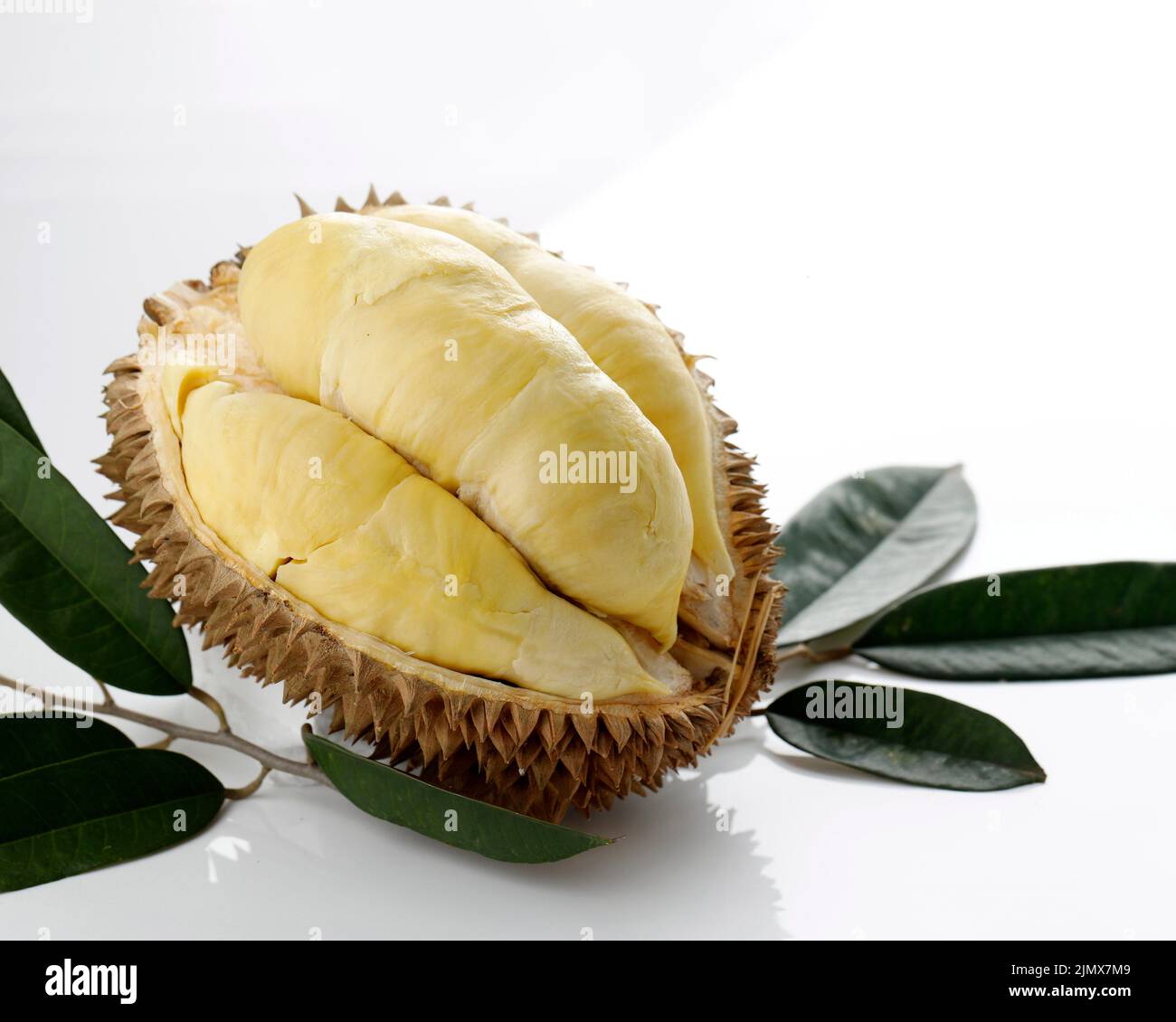 Seasonal Durian King of Fruits Montong Thailand, Ripe Durian. Tasty ...