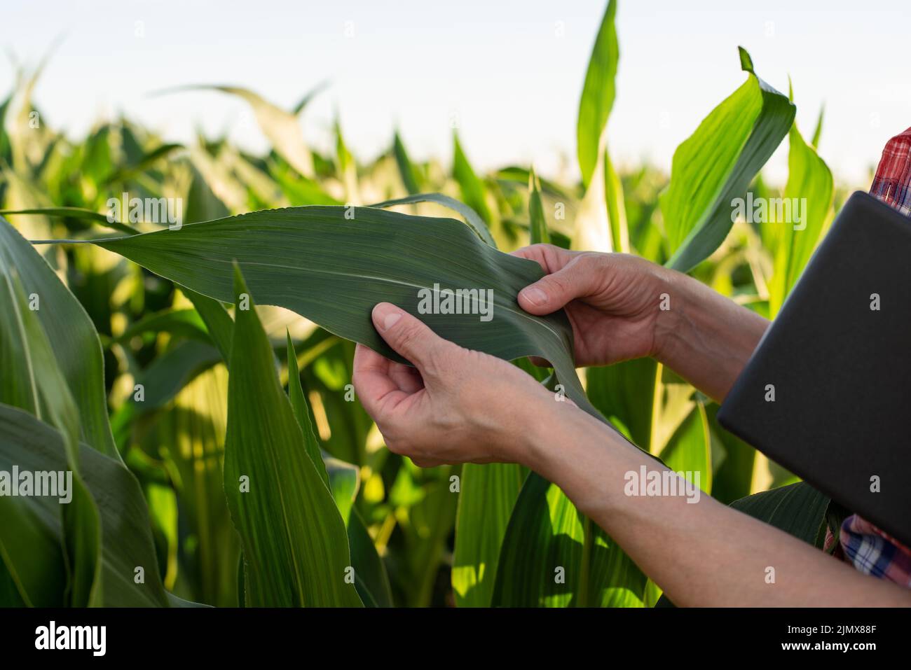 Middle aged caucasian female farm worker with tablet inspecting maize ...