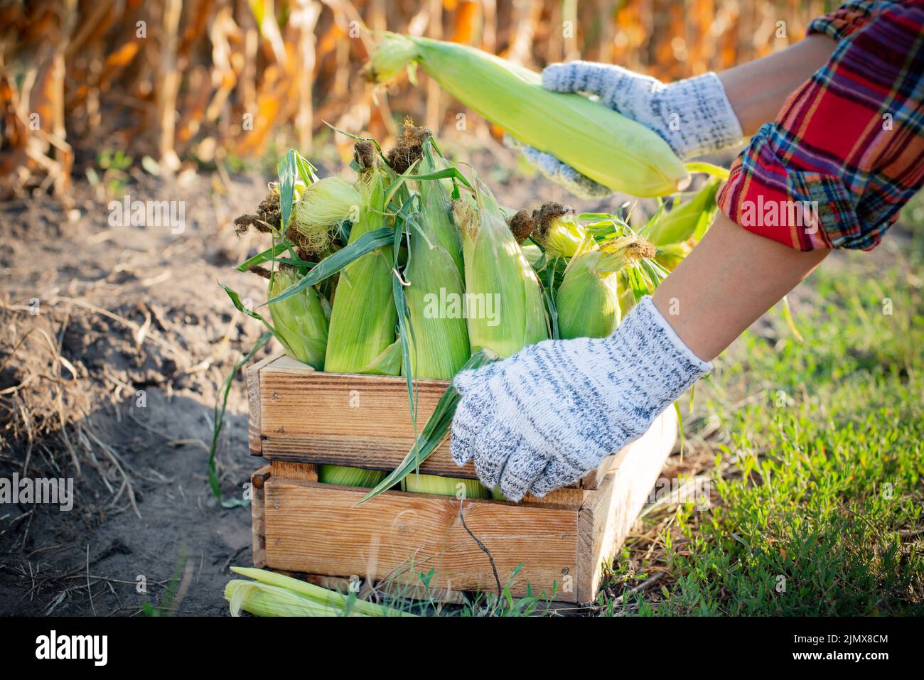 Farmer filling wooden crate with corn cobs at maize field sunny day ...