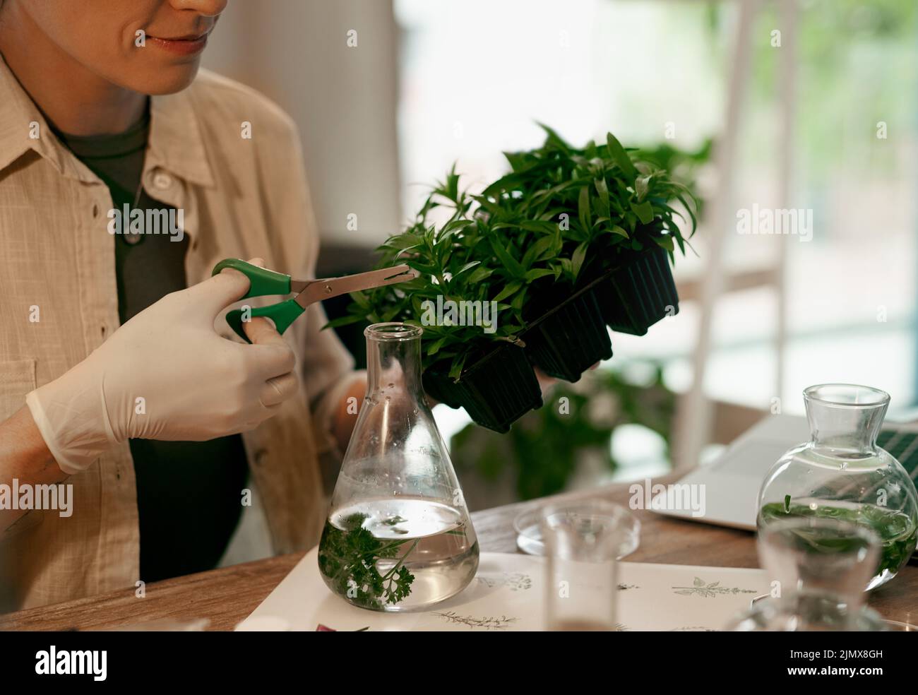 Trimmed up and ready to experiment. an unrecognizable botanist trimming ...