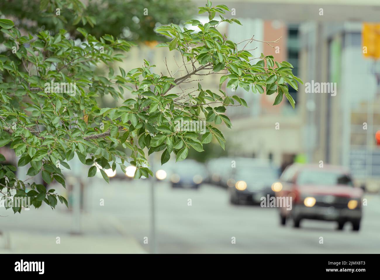 Tree on street sidewalk with cars driving by Stock Photo - Alamy