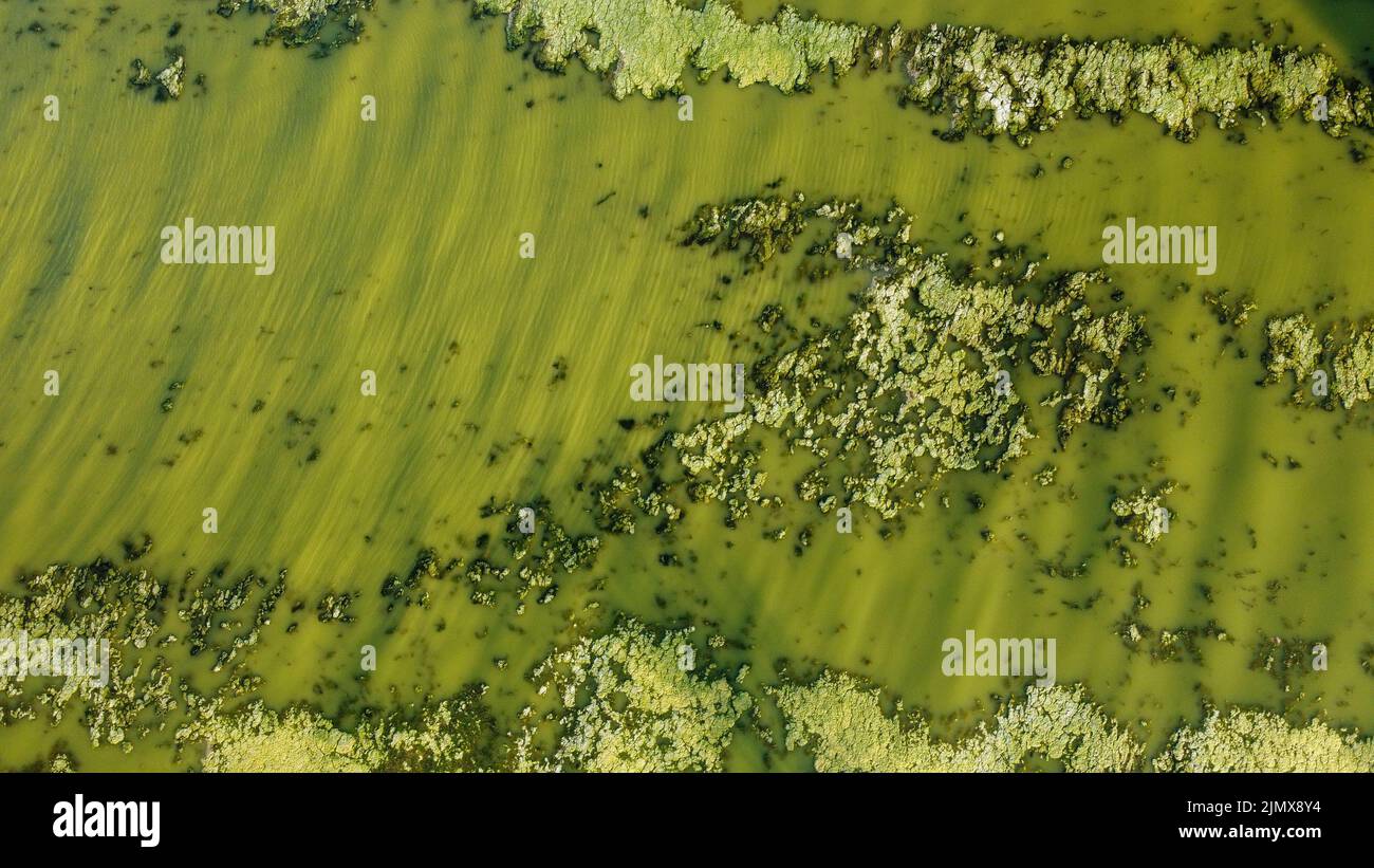 green swamp ripples on the surface of the water. shooting from a drone ...