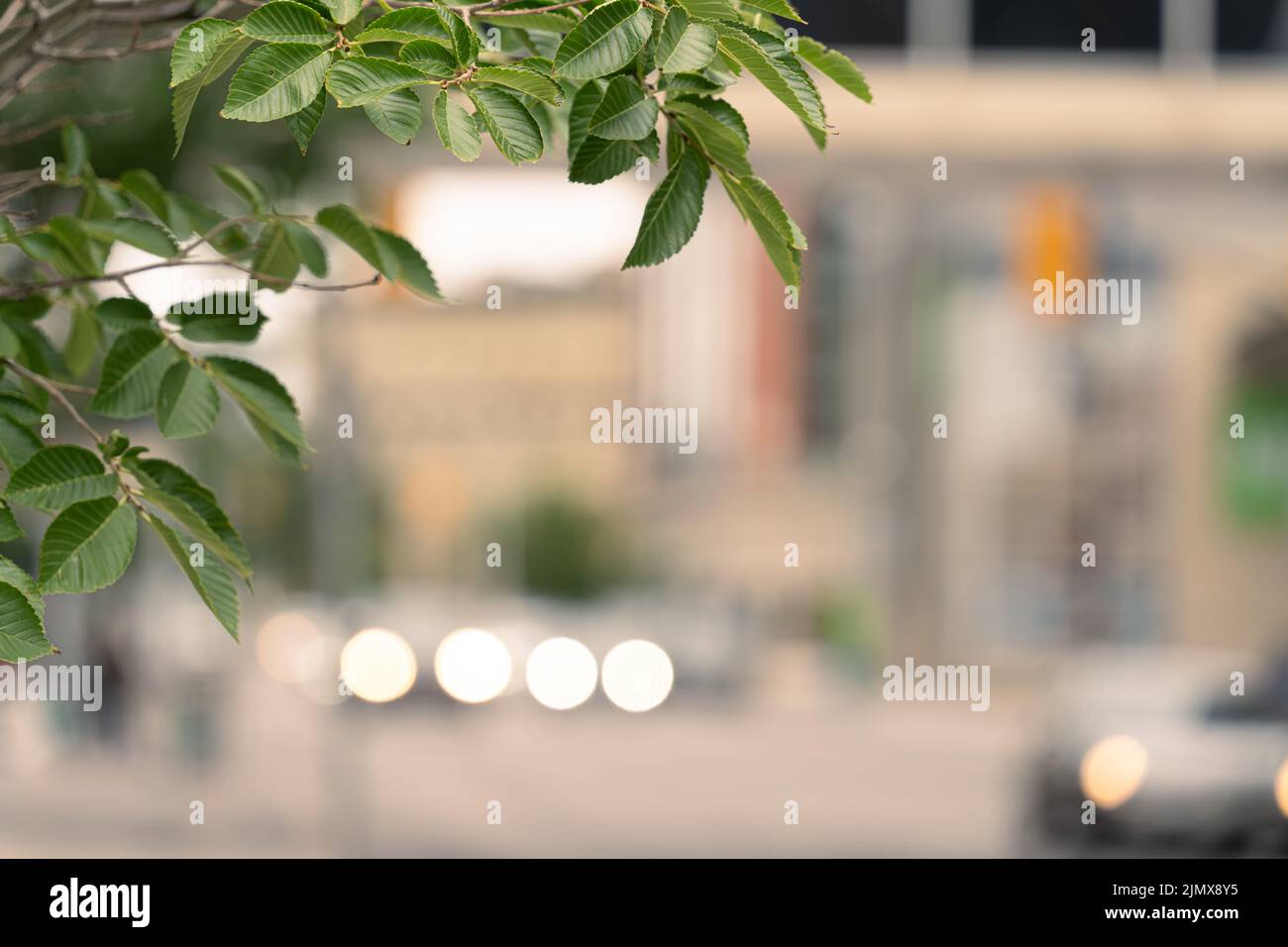 Tree on street sidewalk with cars driving by Stock Photo - Alamy
