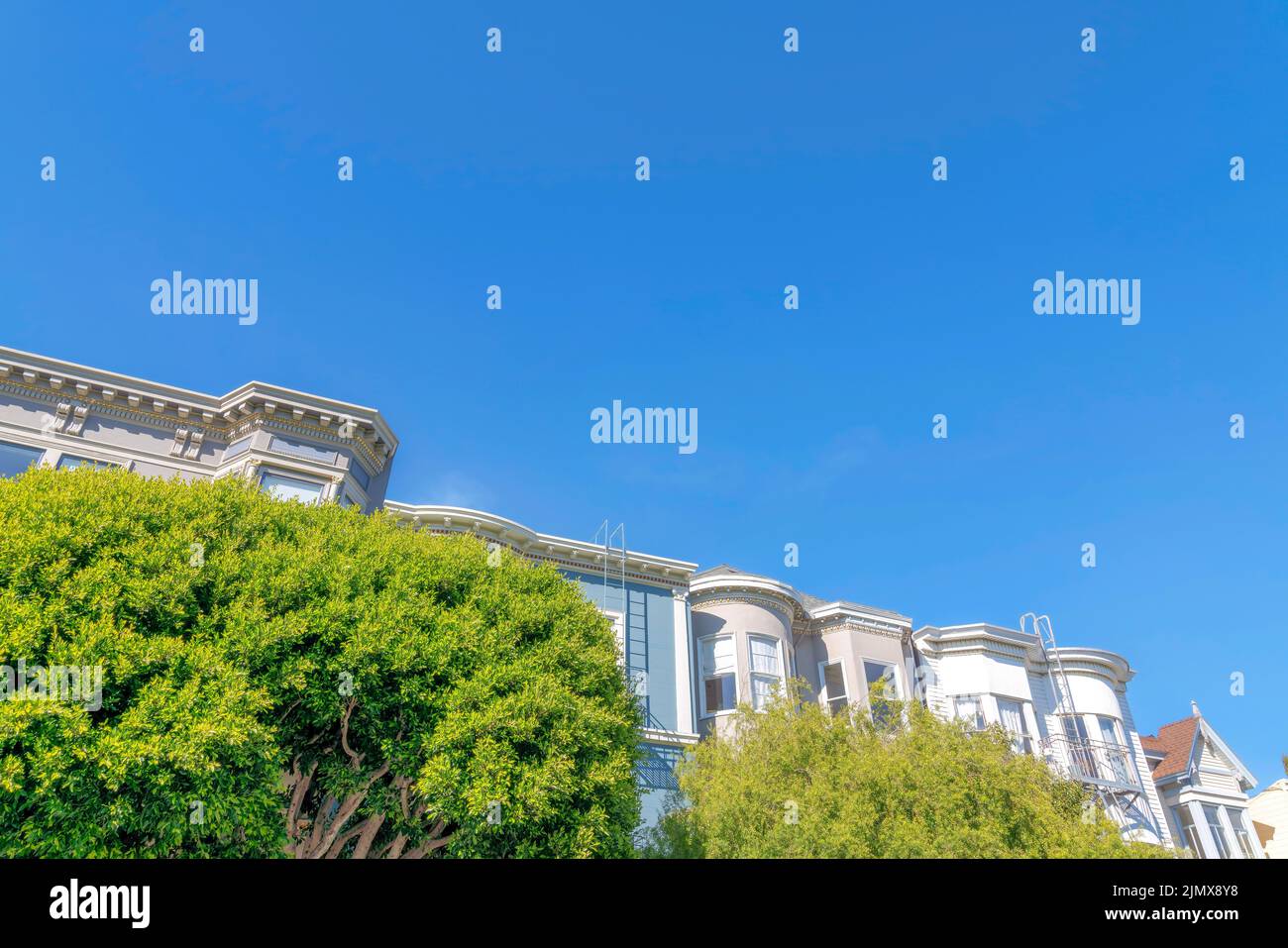 Lush green leaves of trees covering the residential buildings in San ...