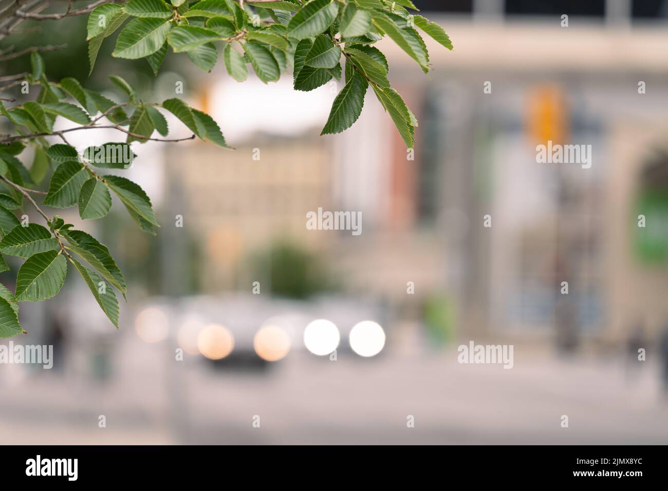Tree on street sidewalk with cars driving by Stock Photo - Alamy