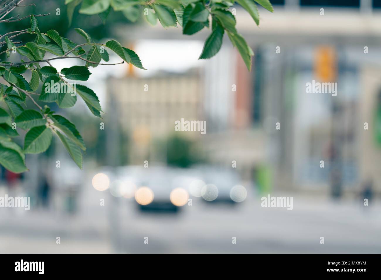 Tree on street sidewalk with cars driving by Stock Photo - Alamy