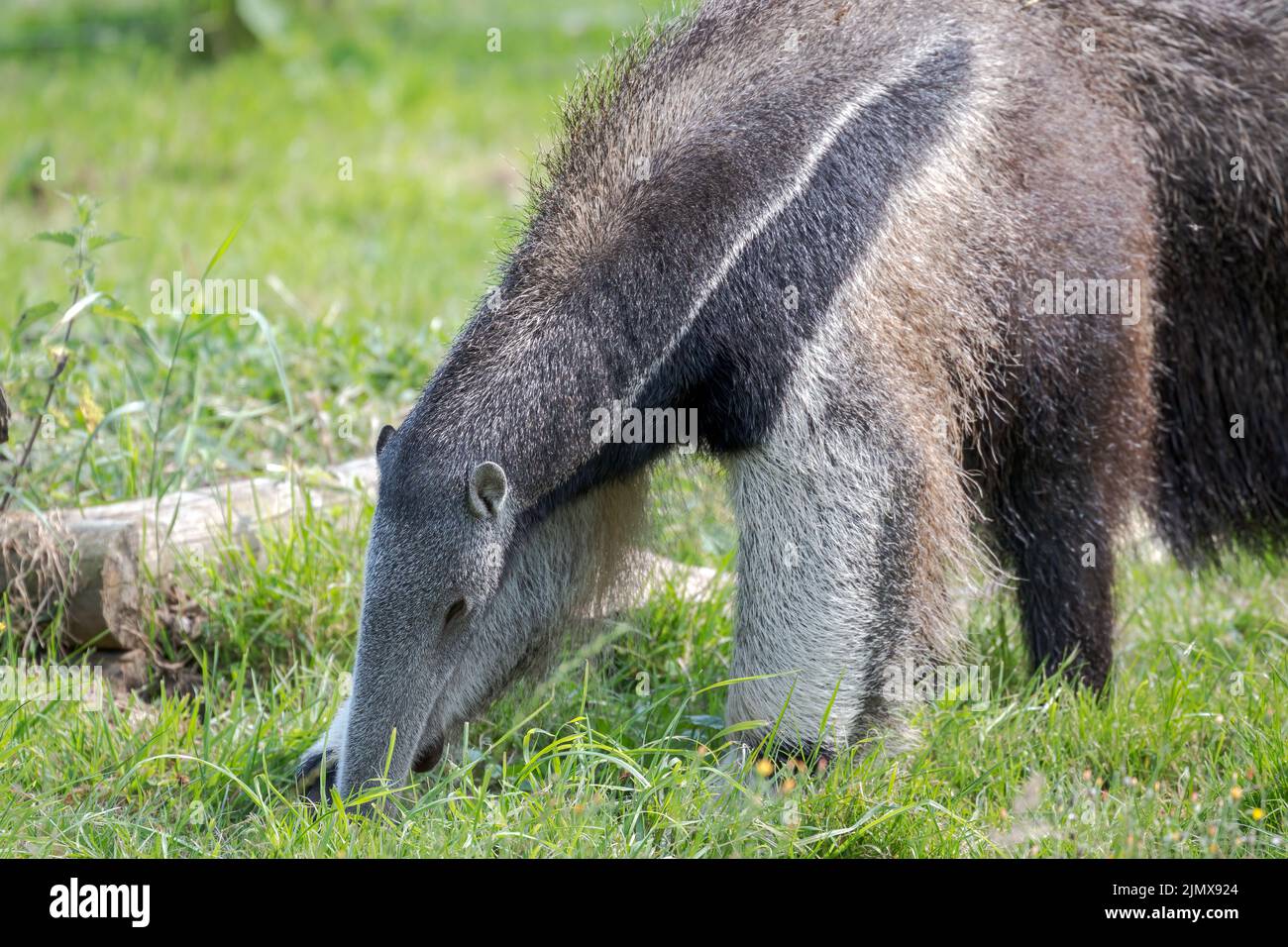 Giant Anteater rooting around in the grass Stock Photo - Alamy