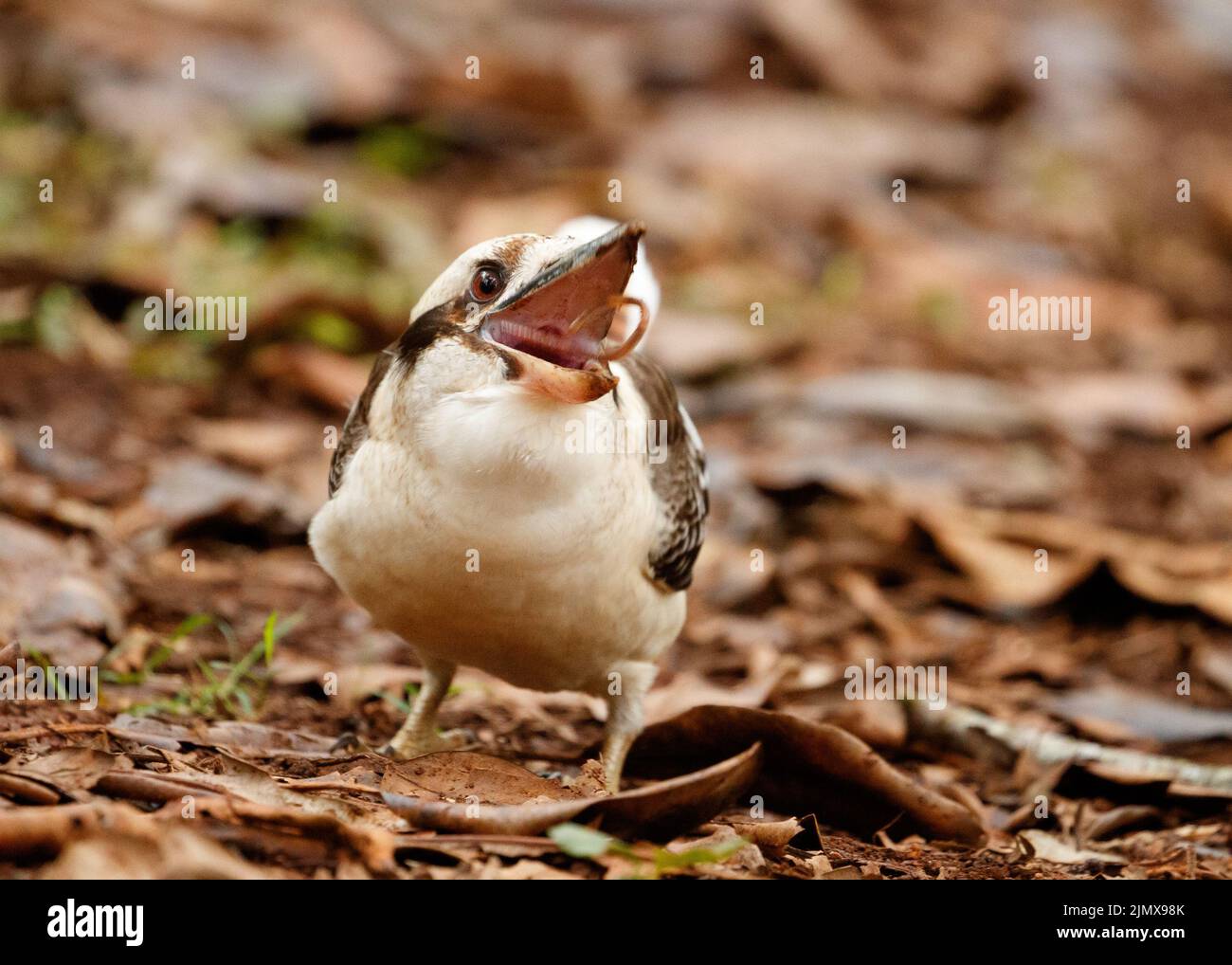 Laughing Kookaburra (Dacelo novaeguineae) feeding on worms brought to ...