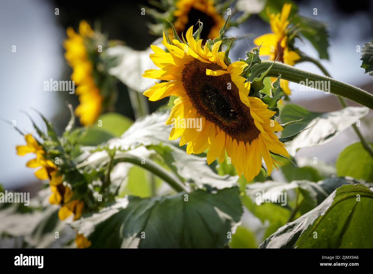 Full bloom sunflowers hi-res stock photography and images - Alamy