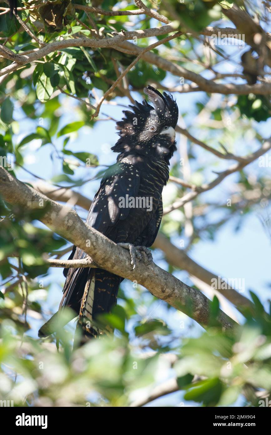 Red tailed black cockatoo tree hi-res stock photography and images - Alamy