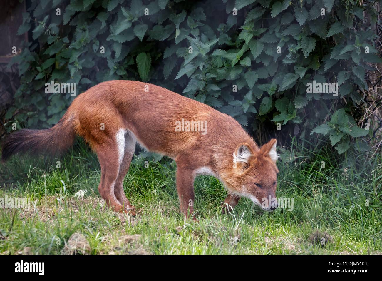 Dhole also called the Asiatic wild dog or Indian wild dog Stock Photo ...