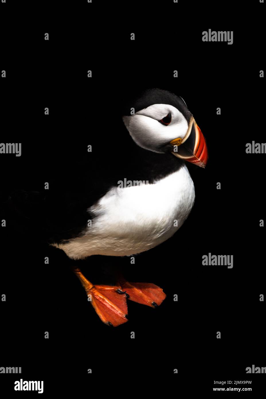 Vertical close-up view of a North Atlantic Puffin isolated with a black ...