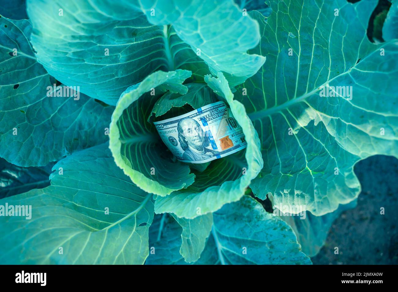 One hundred dollar bill in a growing white cabbage close-up. The cost ...