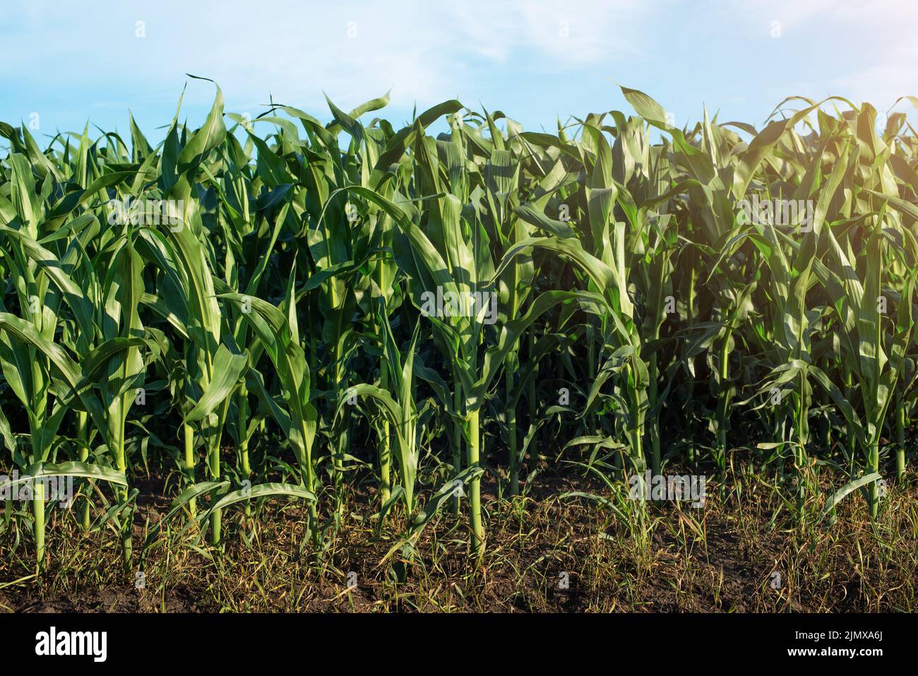 Green field of young maize stalks under blue sky in Ukraine Stock Photo ...