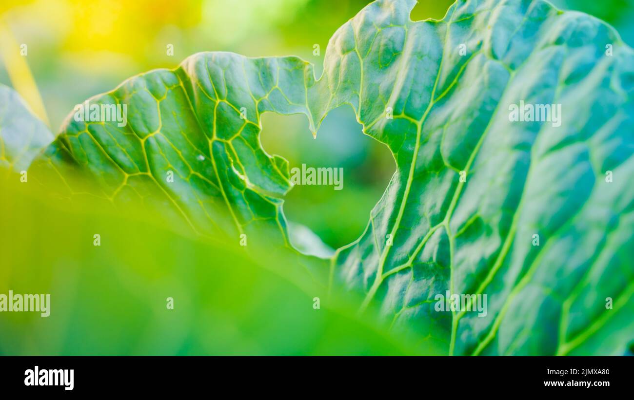 Whiteflies gnawed a heart-shaped hole in a white cabbage leaf. Insect ...