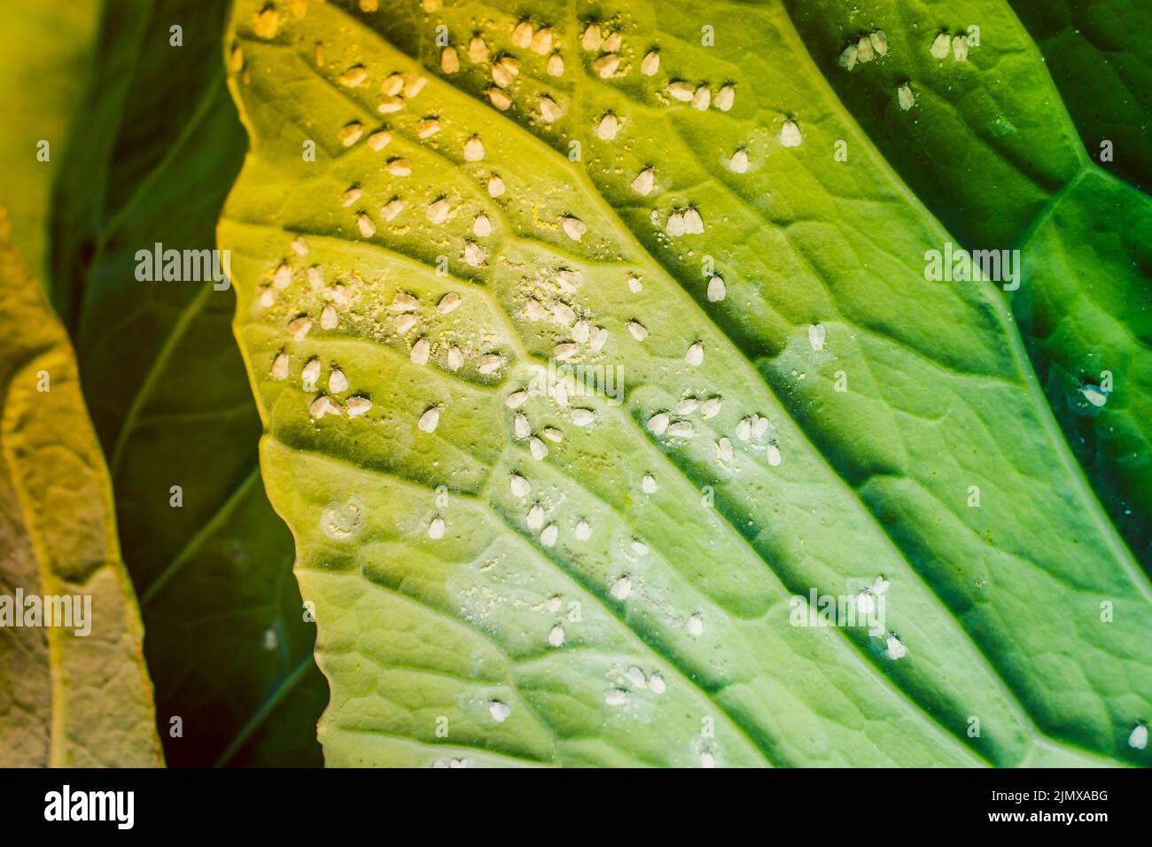A leaf of a growing white cabbage is infested with whiteflies close-up ...