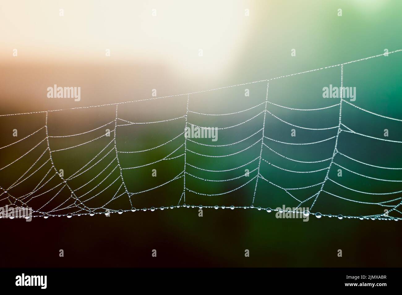 Thin spider nets hi-res stock photography and images - Alamy