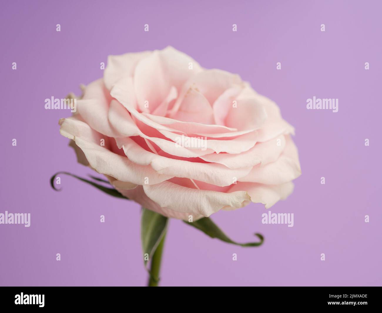 Delicate rose purple background Stock Photo - Alamy