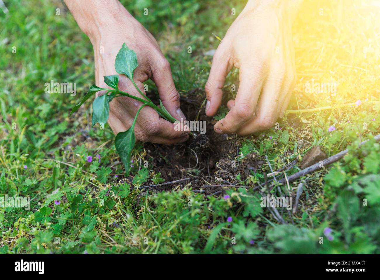 Sprig drawing hi-res stock photography and images - Alamy