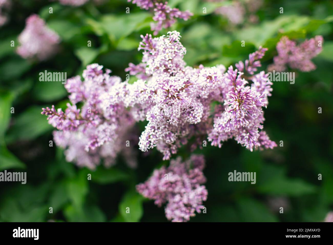 Lilac bush on the background of greenery. Seasonal photos, summer ...