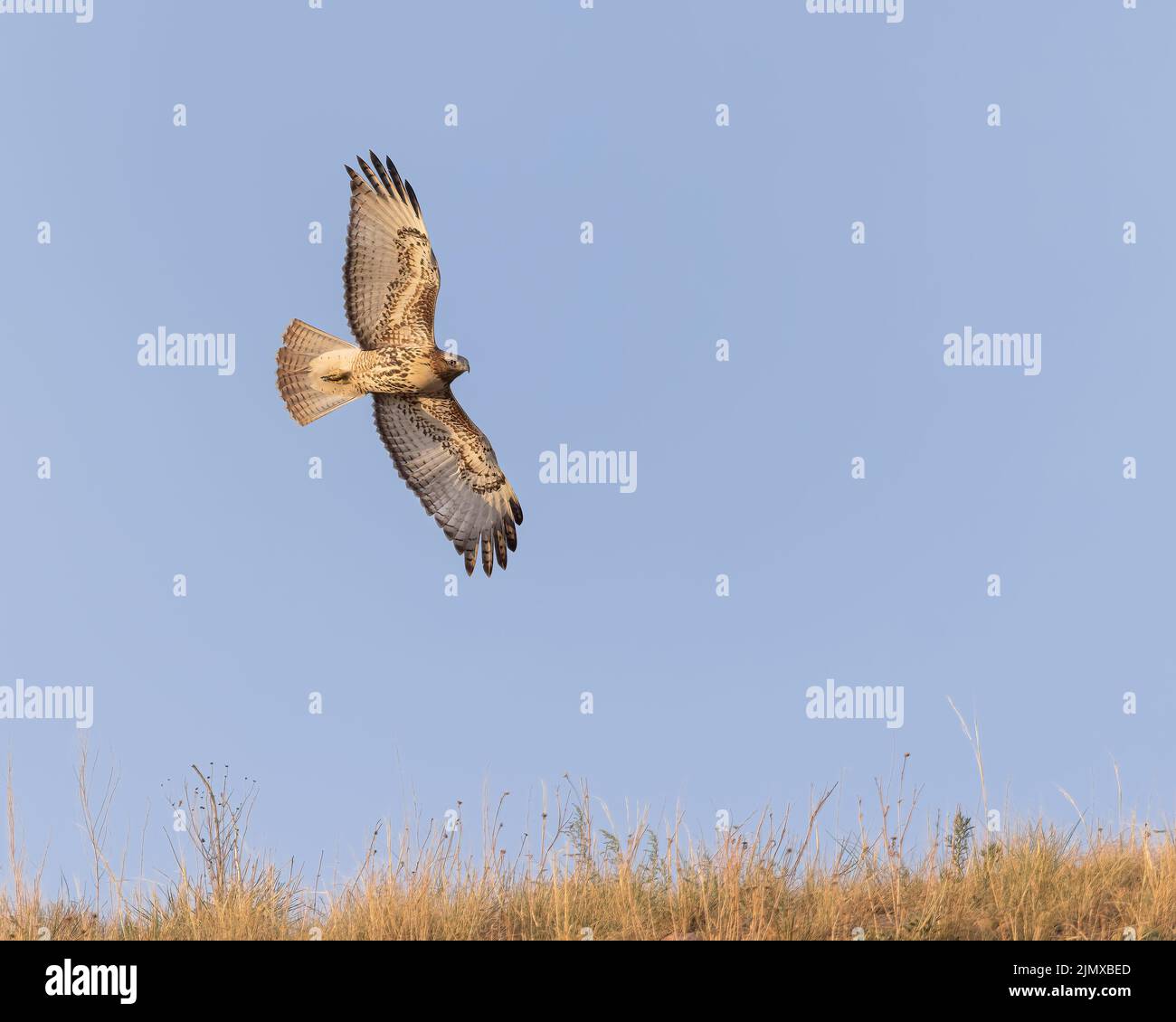 A Red-tailed Hawk flies low over the landscape in search of a meal ...