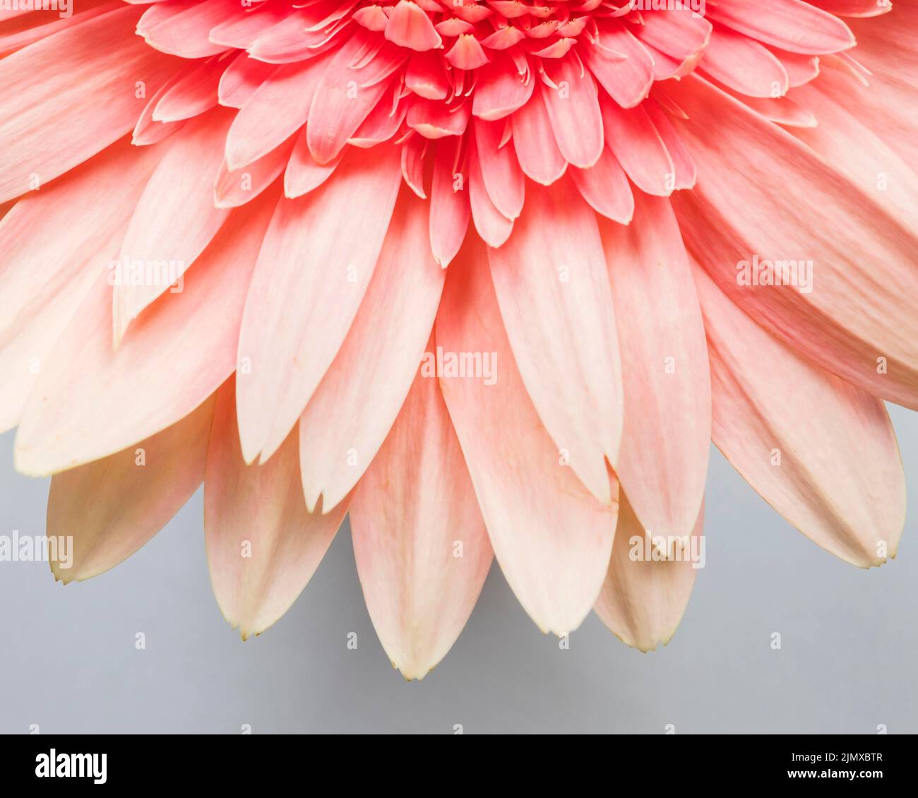 Botanical close detail hi-res stock photography and images - Alamy