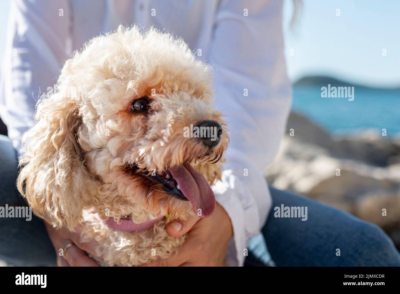 Close up poodle sitting owner lap Stock Photo - Alamy