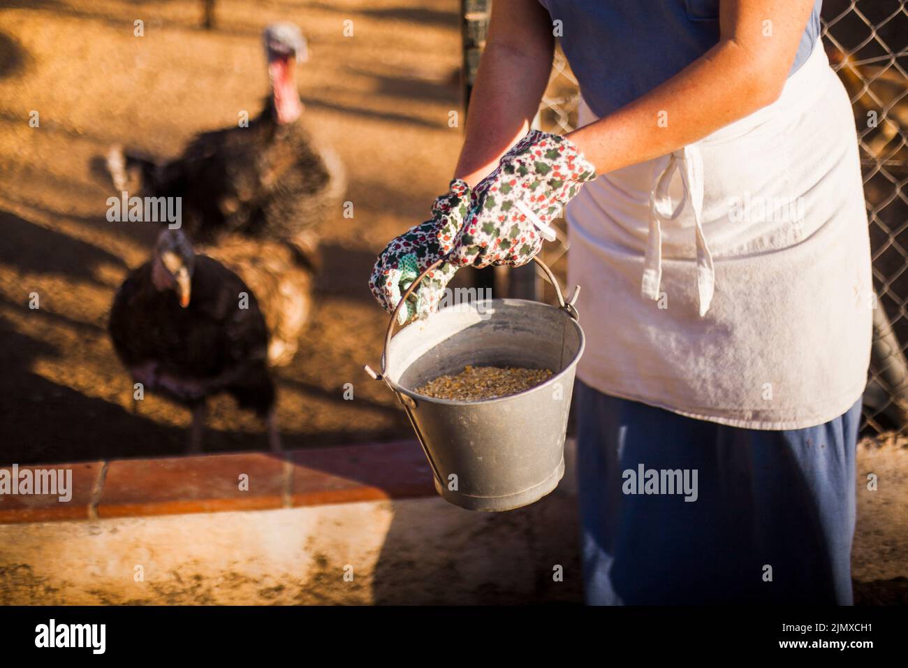 Close up woman feeding hens Stock Photo - Alamy