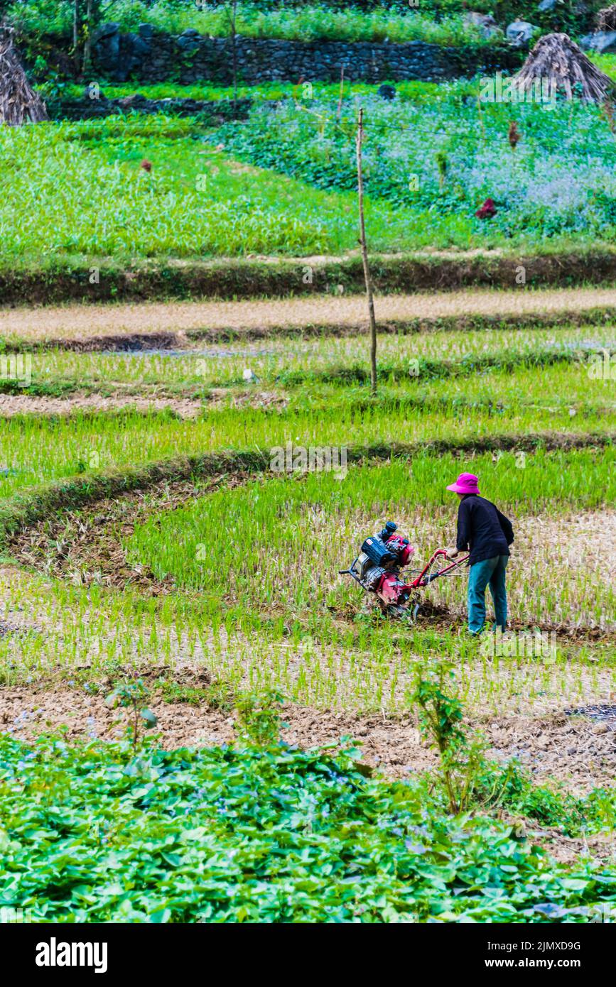 Self-sufficient labor-intensive farming in Ha Giang province Stock ...