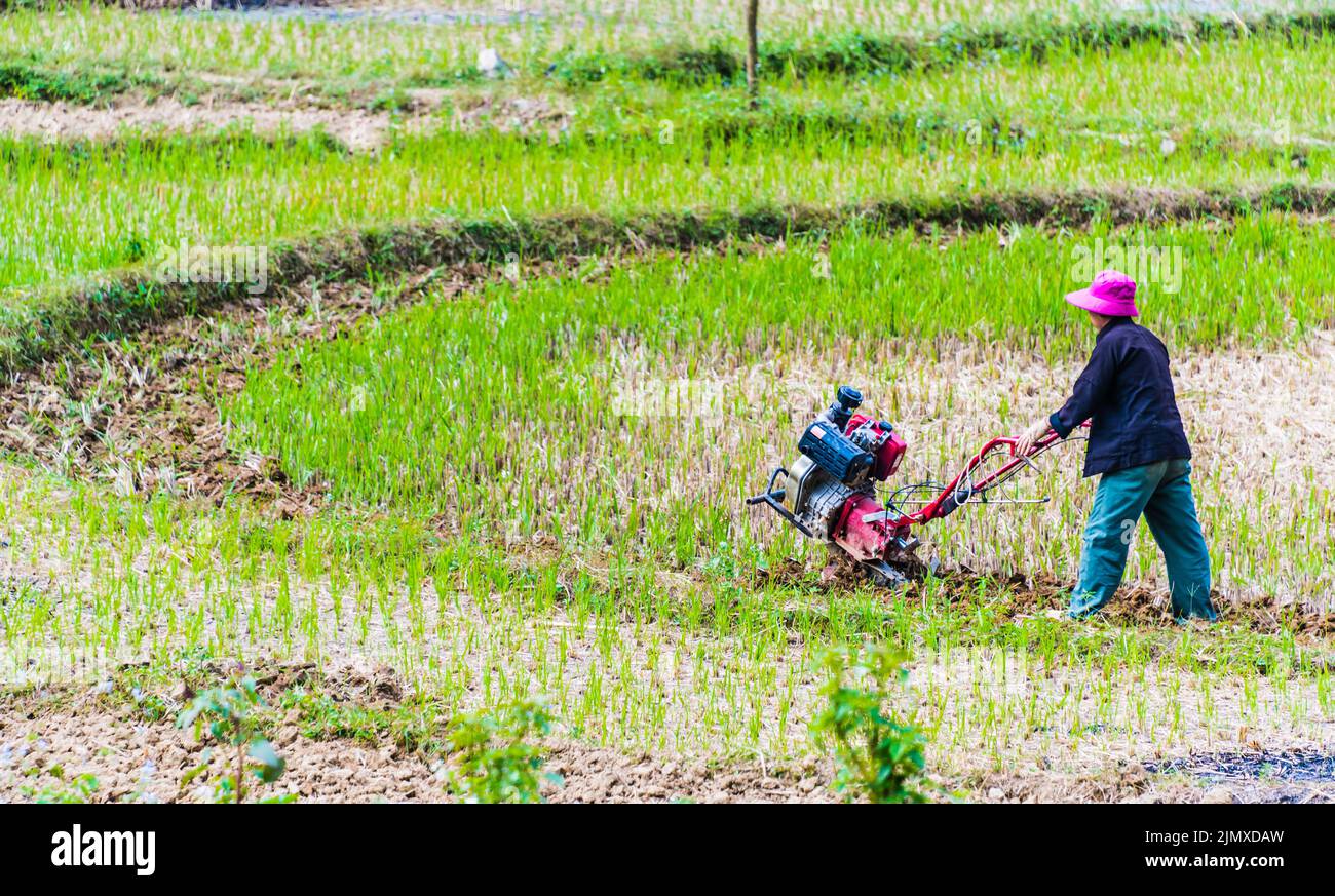 Self-sufficient labor-intensive farming in Ha Giang province Stock ...