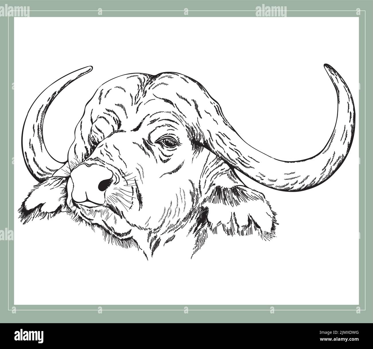 Hand drawn sketch style buffalo isolated on the white background ...