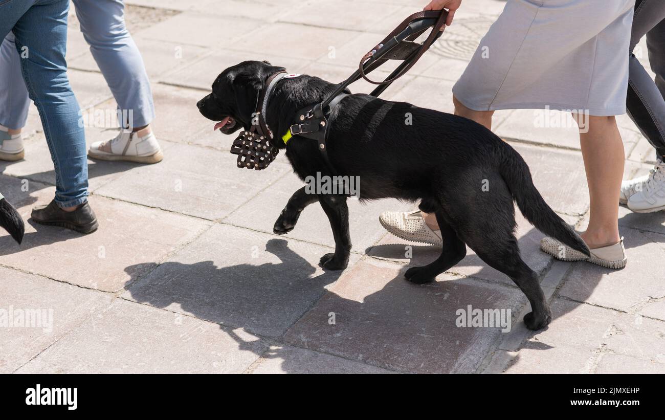 Black Labrador working as a guide dog for a blind woman Stock Photo - Alamy