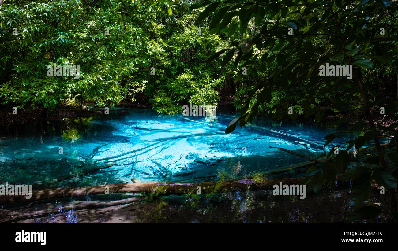 Emerald pool and Blue pool, trees and mangroves, crystal clear water ...